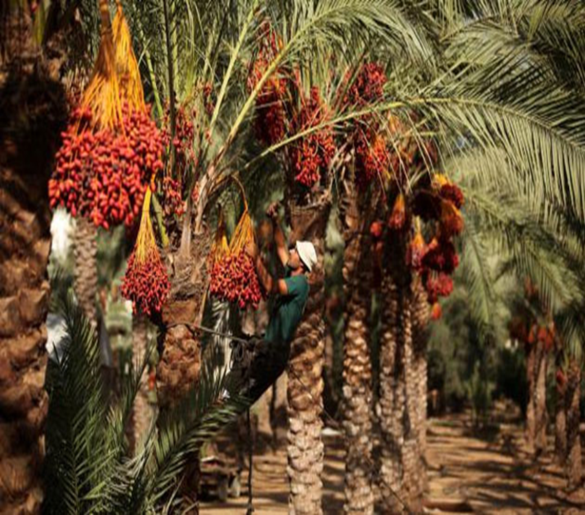 Date Palm, knowledge, skills, traditions and practices – iHeritage